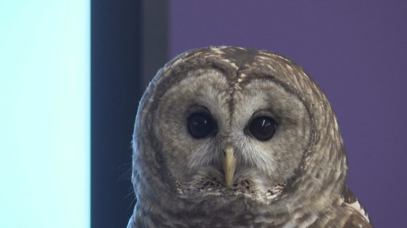 Sioux City Career Academy students meet live owl after learning about ...
